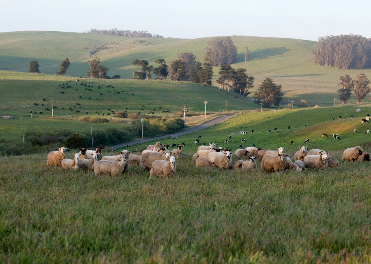 100% Grass Fed Beef & Pasture Raised Meat | Nationwide Delivery